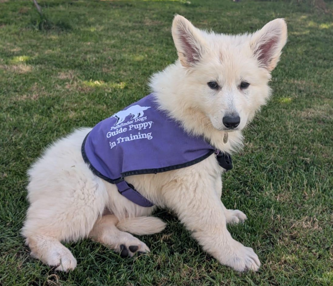 Pathfinder Dogs – Partnering blind adults to independence